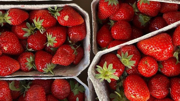 ZTA STRAWBERRY SALE 2025 | Zeta Tau Alpha Foundation