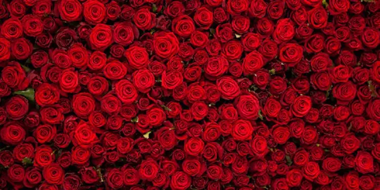 Doses of Roses Phi Sig & KA | Phi Sigma Sigma Sorority