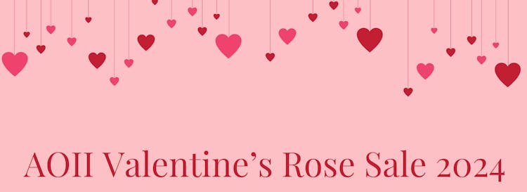 AOII Rose Sale 2024! | Alpha Omicron Pi
