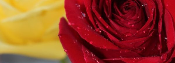 Alpha Epsilon Feast of Roses | Alpha Gamma Delta